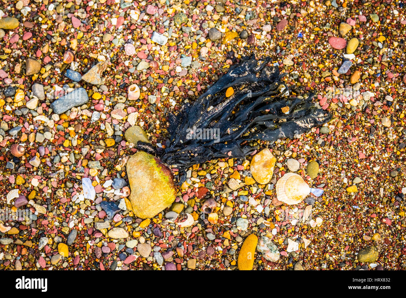 Seaweed attached to rock Stock Photo - Alamy