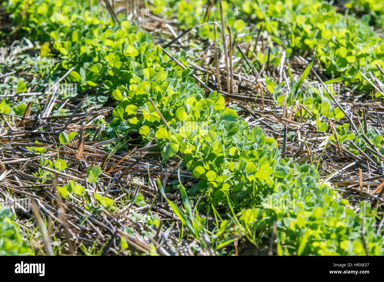 Clover on Pennsylvania farm Stock Photo - Alamy