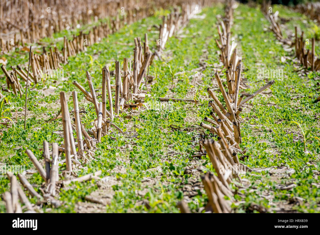 Corn Pennsylvania Agriculture Stock Photo - Alamy