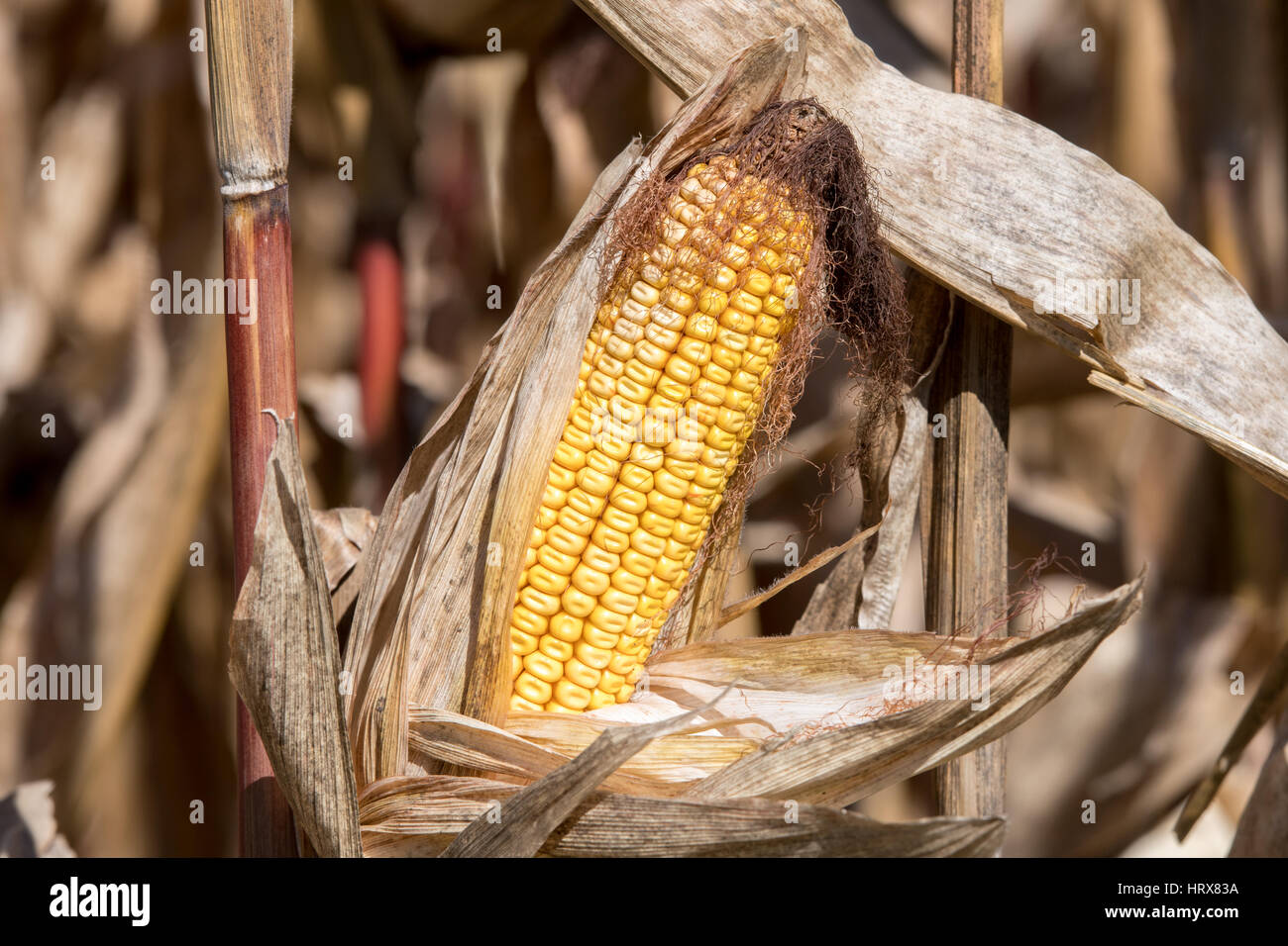 Corn Pennsylvania Agriculture Stock Photo - Alamy