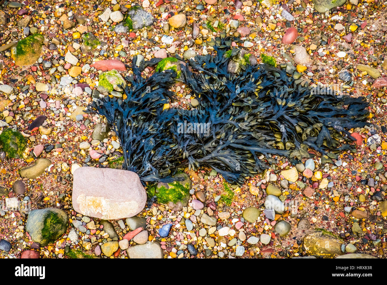 Seaweed attached to rock Stock Photo - Alamy