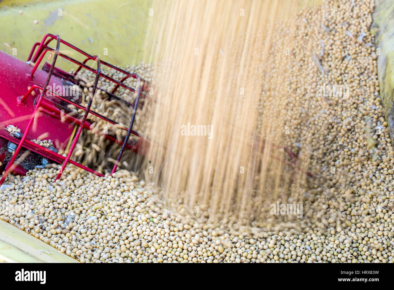 Sifting beans on Pennsylvania farm Stock Photo - Alamy