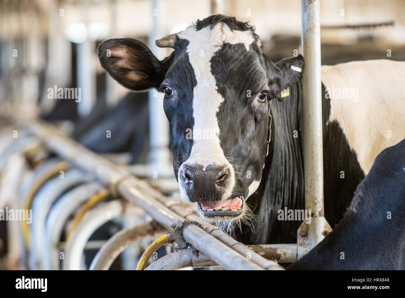 Cow Pennsylvania farm Stock Photo - Alamy