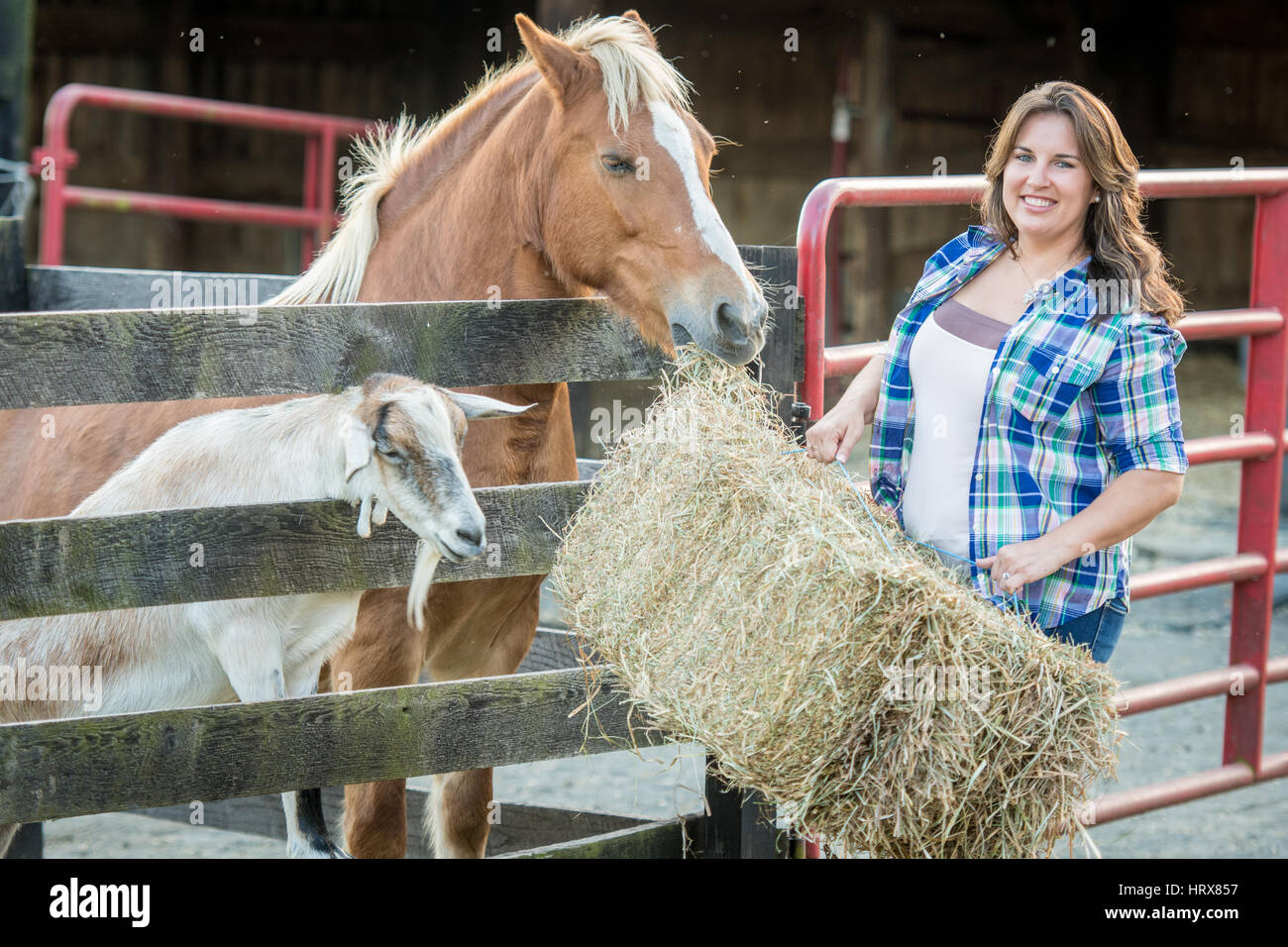 Hauling hay hi-res stock photography and images - Alamy