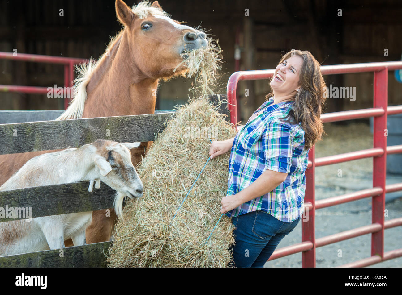Hauling hay hi-res stock photography and images - Alamy