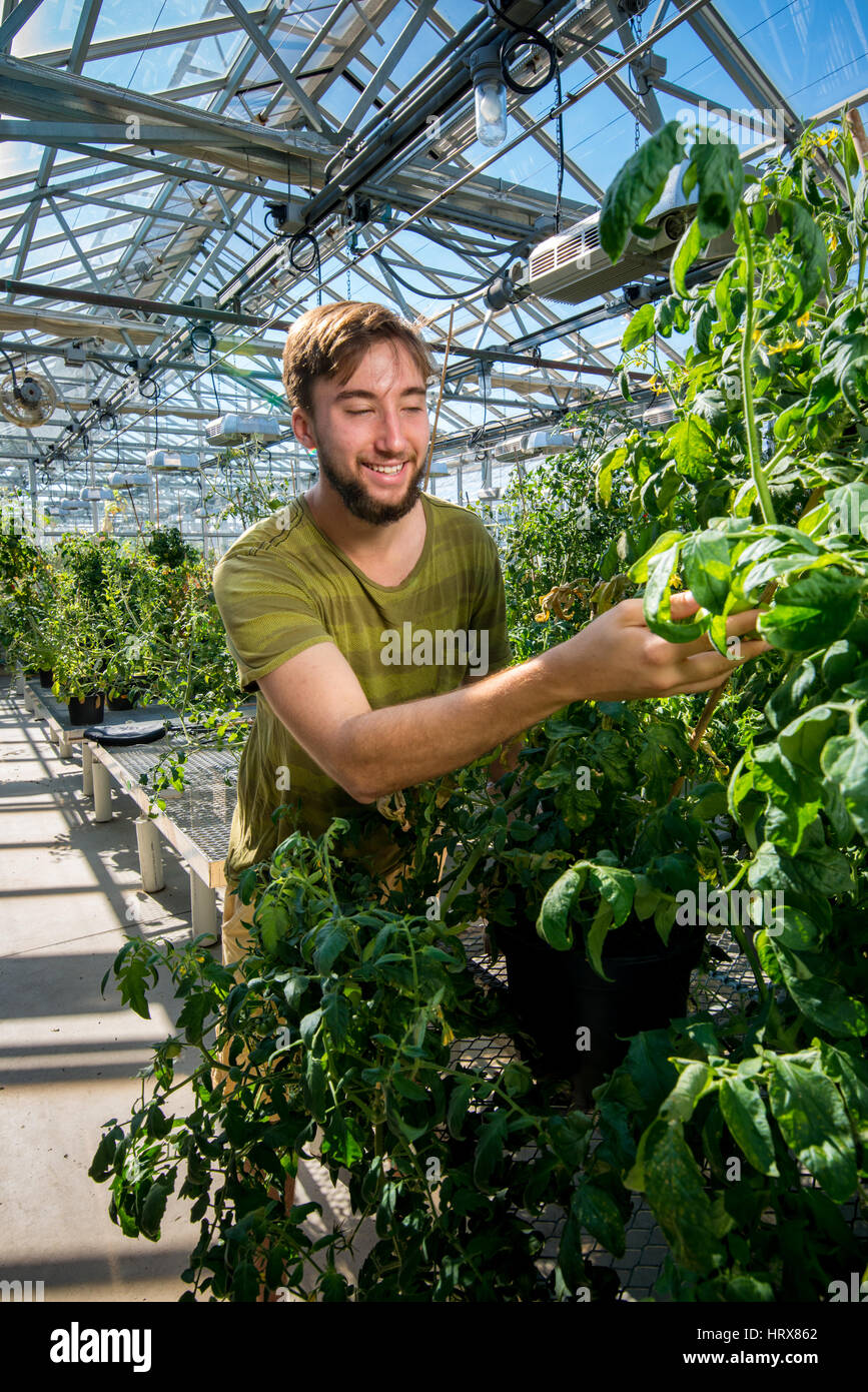 Man farming vineyard Stock Photo - Alamy