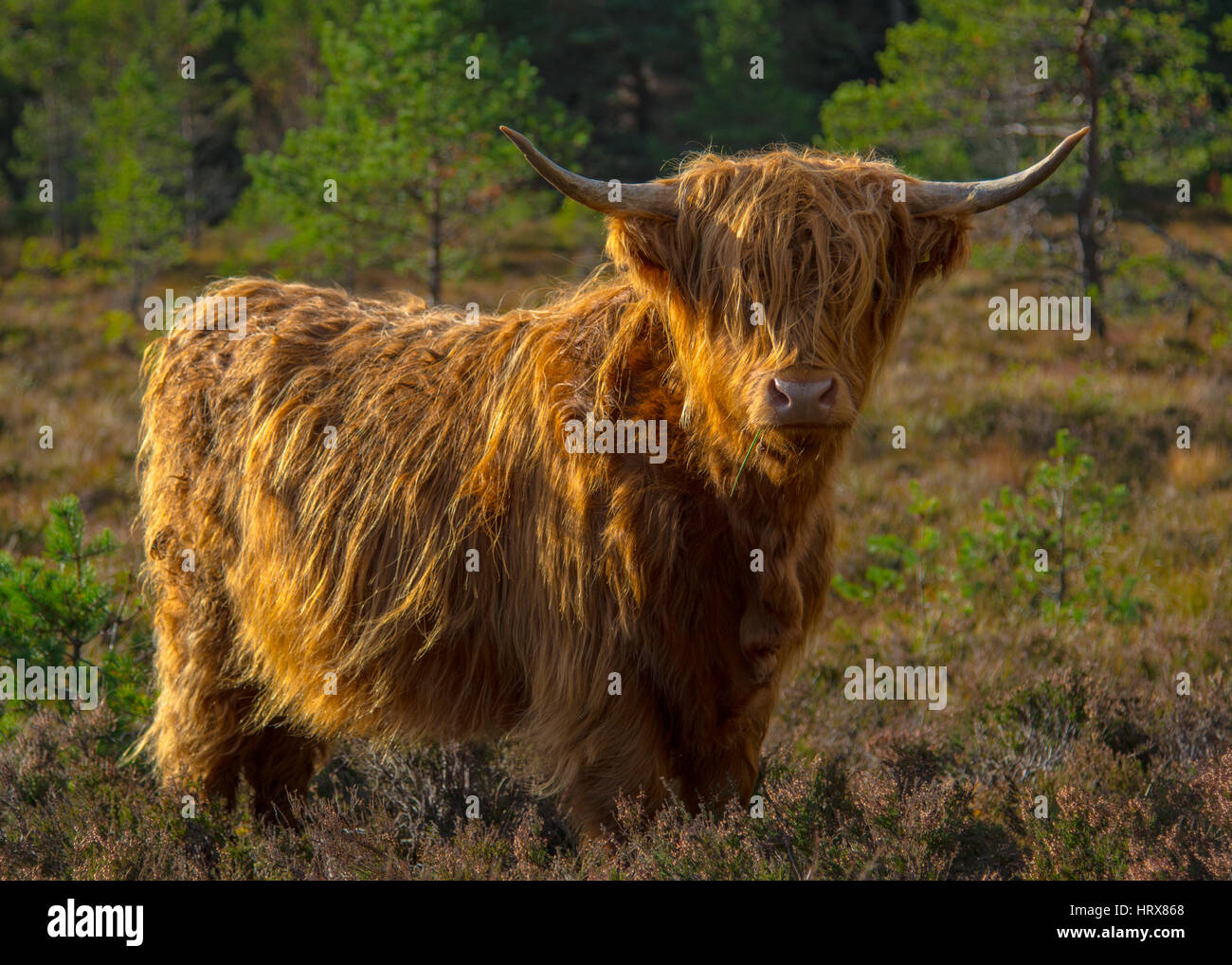 A Highland Cow of Scotland Stock Photo - Alamy