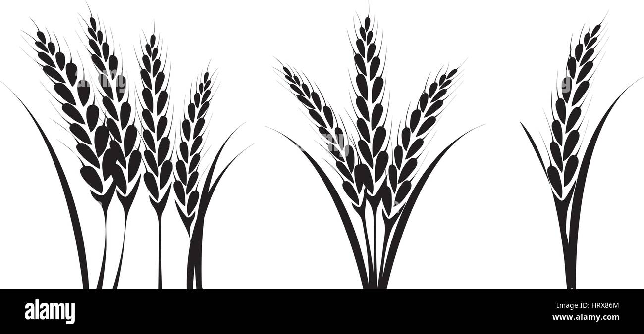 shaft, single and bundle drawing of wheat or ear of corn close up Stock ...