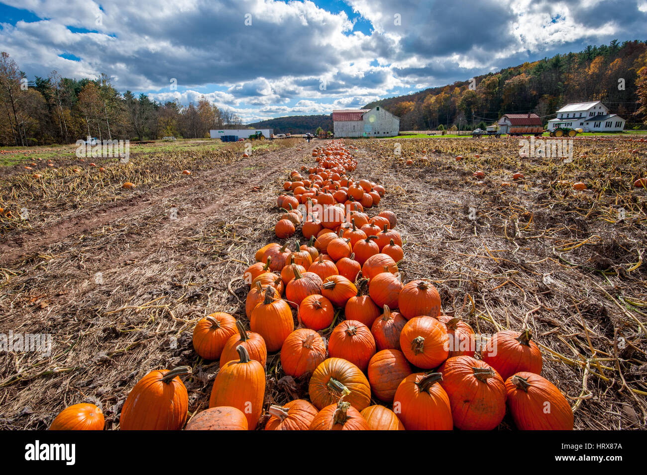 Pumpkins from Pennsylvania Farm, Berwick Stock Photo - Alamy