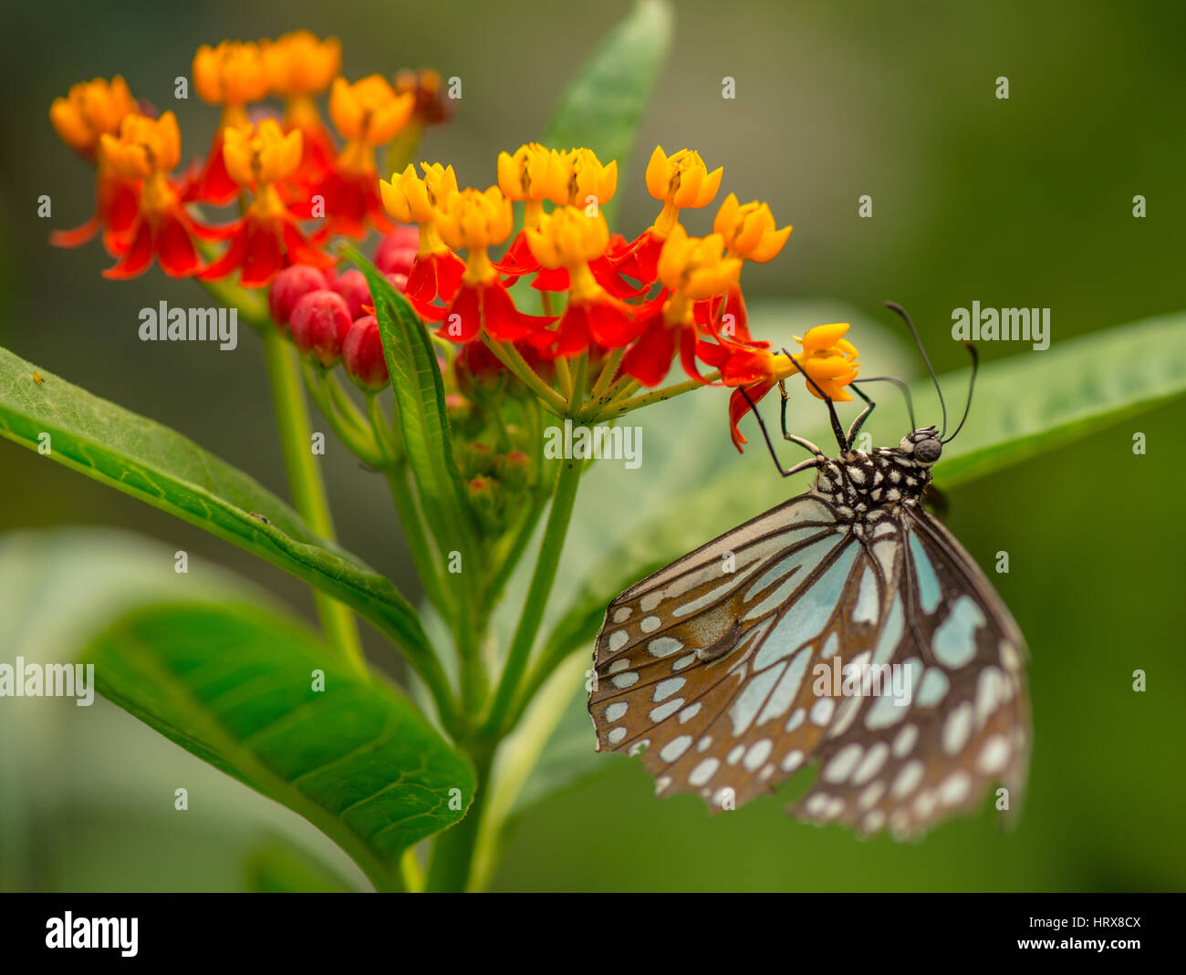 Bugs insects butterflies hi-res stock photography and images - Alamy