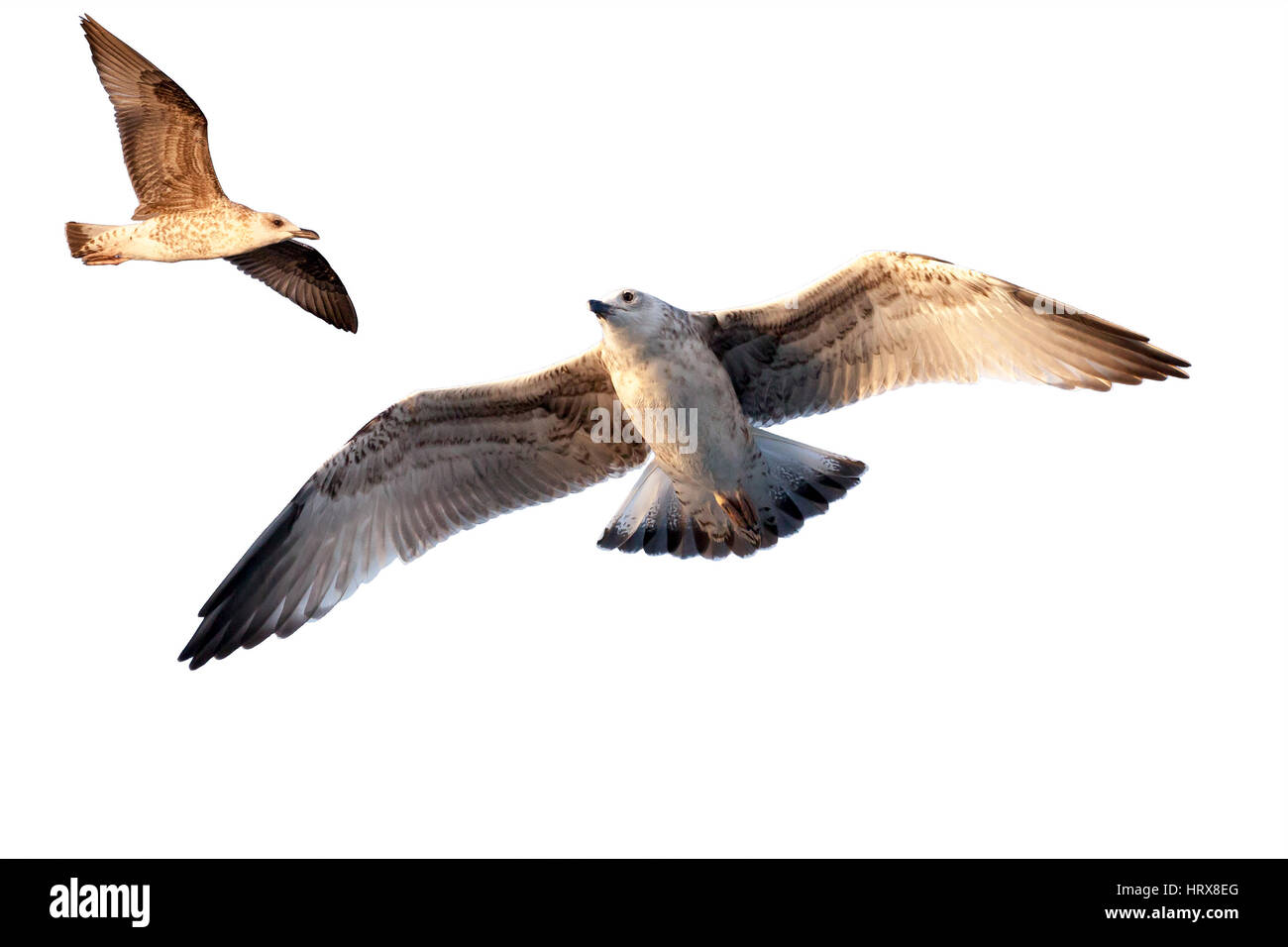 set of seagulls isolated on white background Stock Photo - Alamy