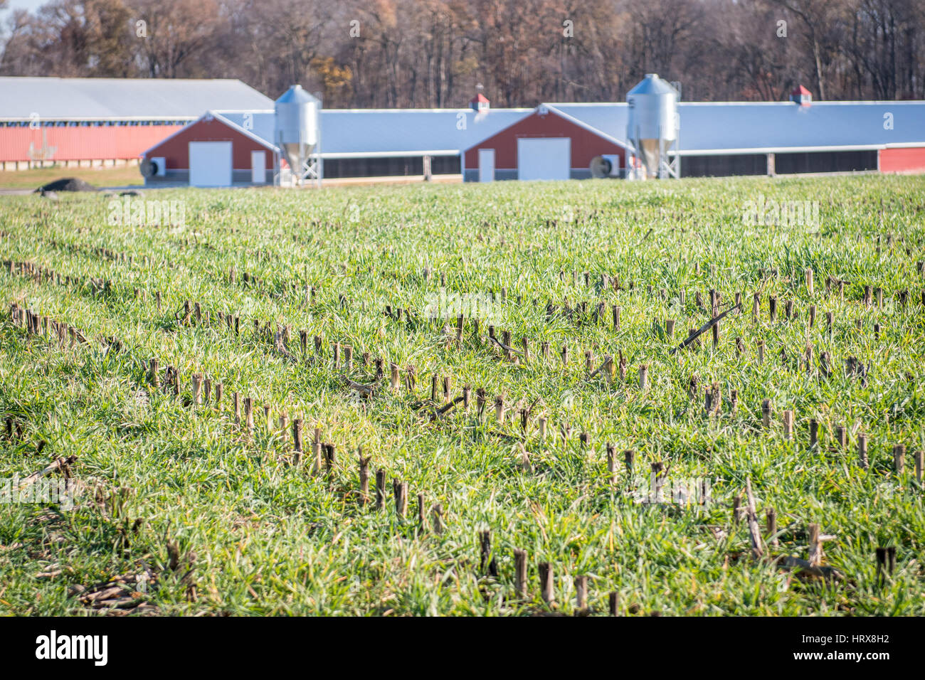 Poultry Farm in Maryland Stock Photo - Alamy