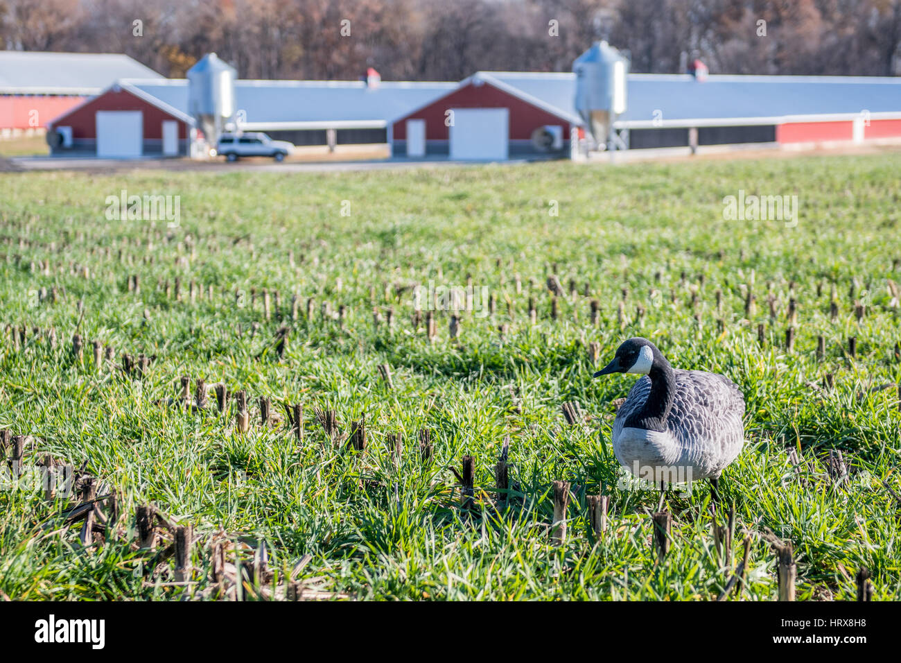 Poultry Farm in Maryland Stock Photo - Alamy