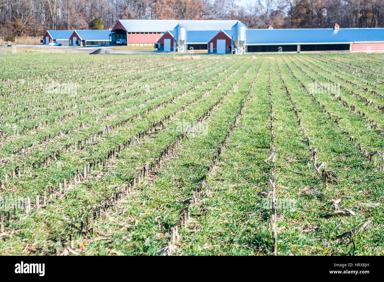 Poultry Farm in Maryland Stock Photo - Alamy