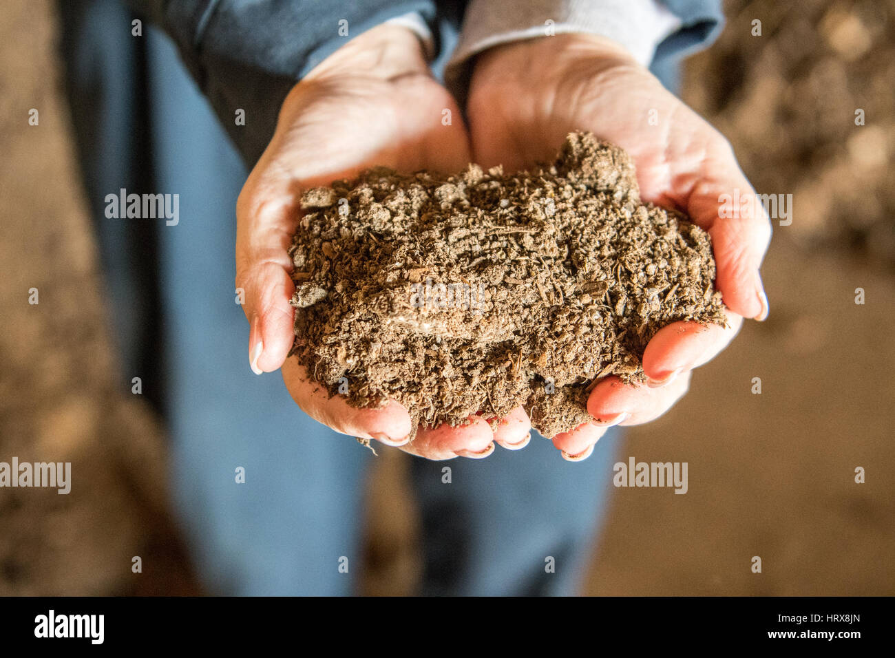 Hands holding manure Stock Photo - Alamy