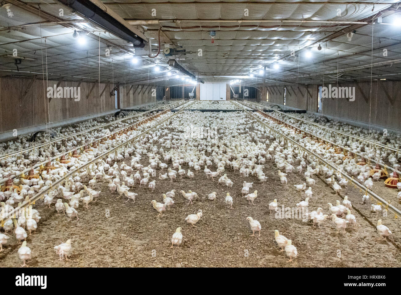 Chicken at a poultry farm in central Maryland Stock Photo - Alamy