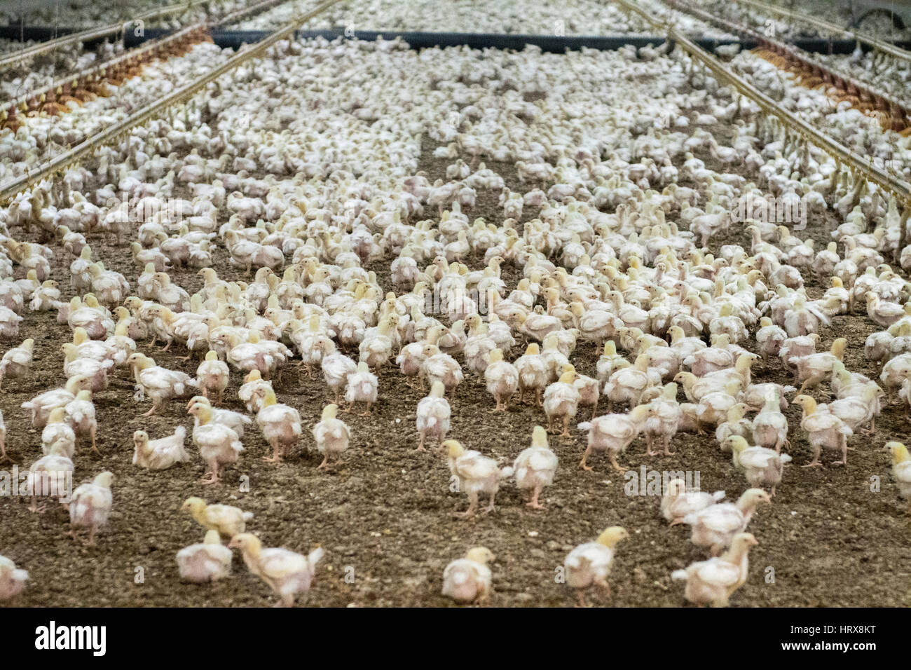Chicken at a poultry farm in central Maryland Stock Photo - Alamy