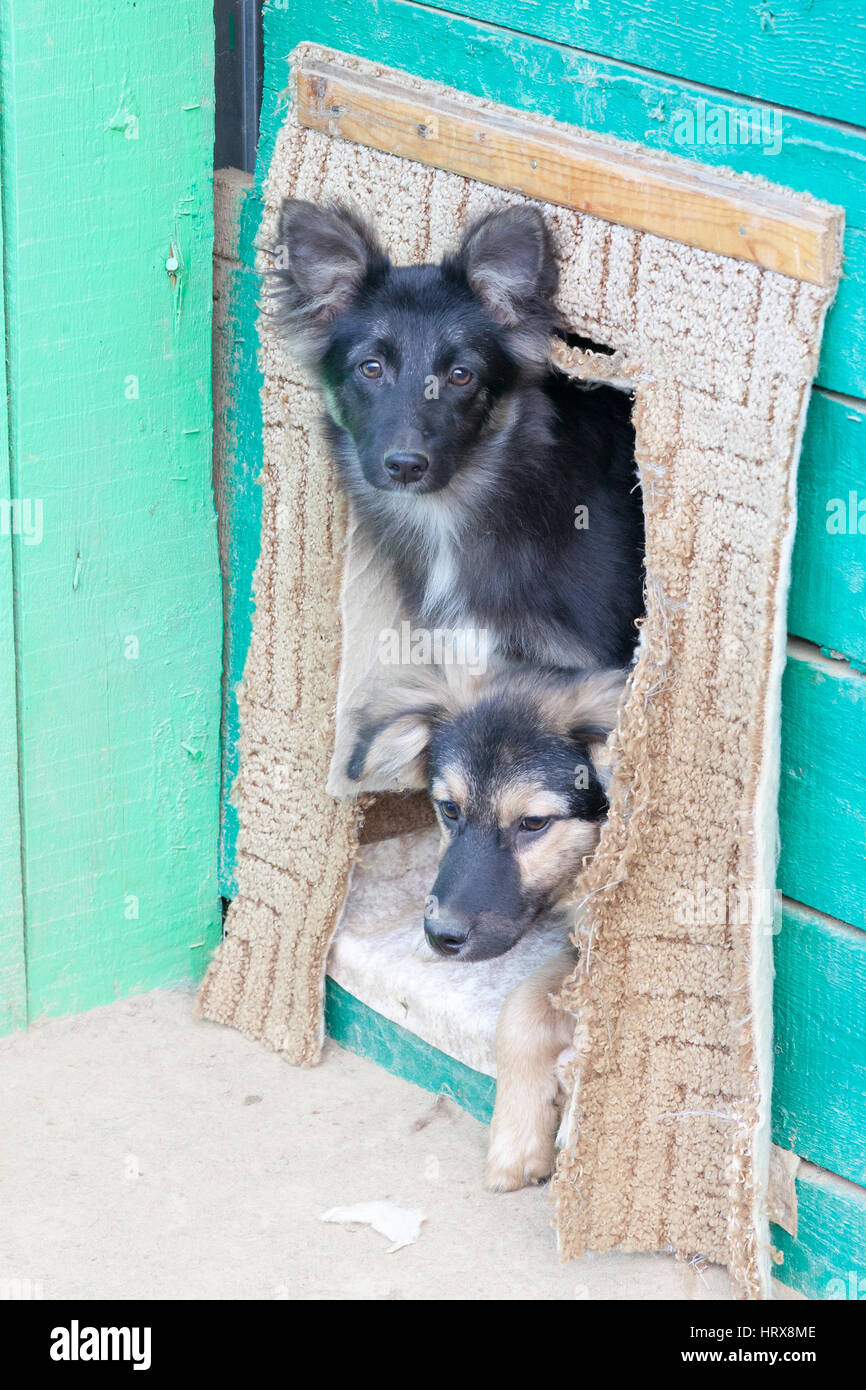 homeless puppy in a shelter for dogs in summer day Stock Photo - Alamy
