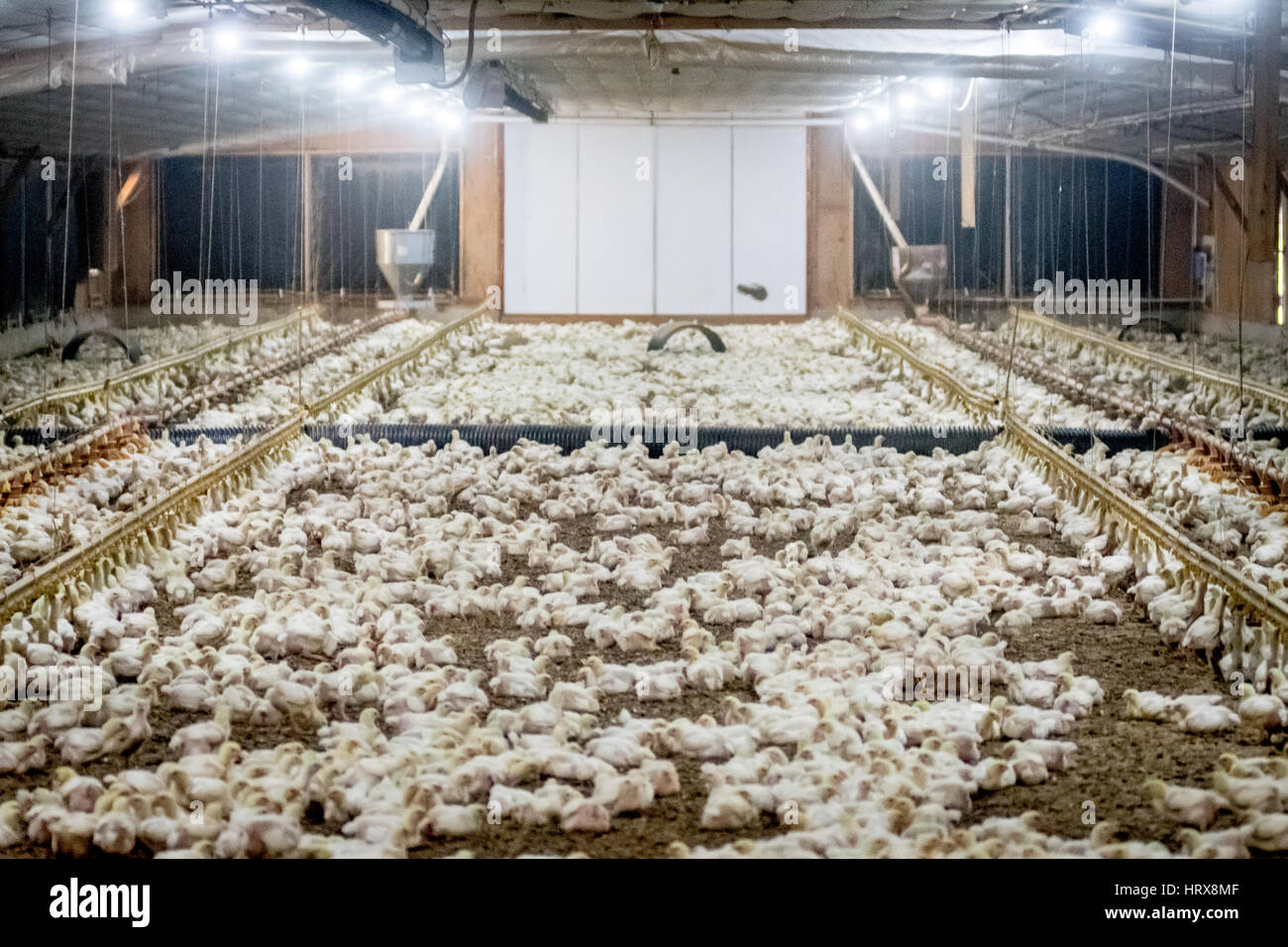 Chicken at a poultry farm in central Maryland Stock Photo - Alamy