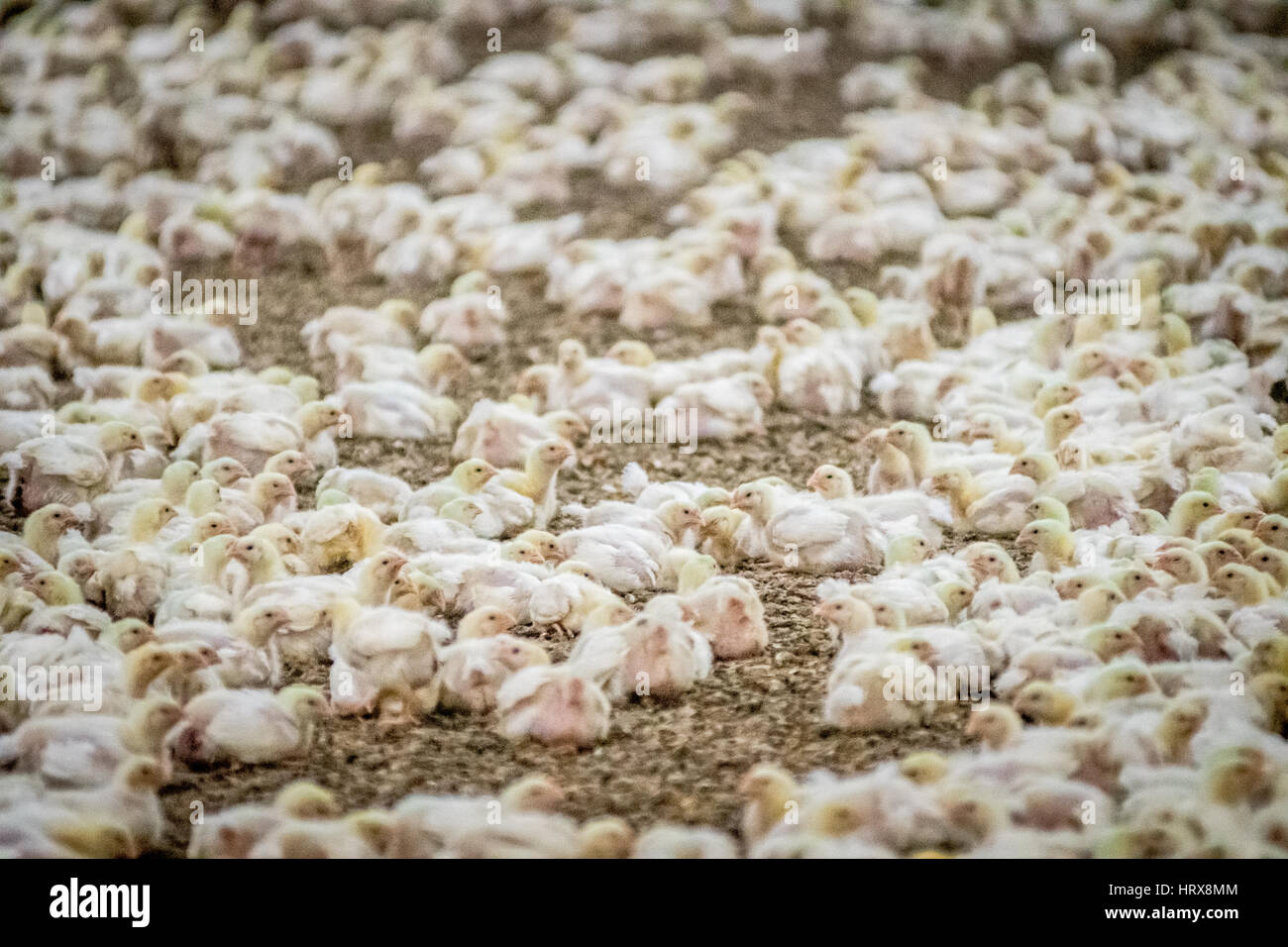 Chicken at a poultry farm in central Maryland Stock Photo - Alamy