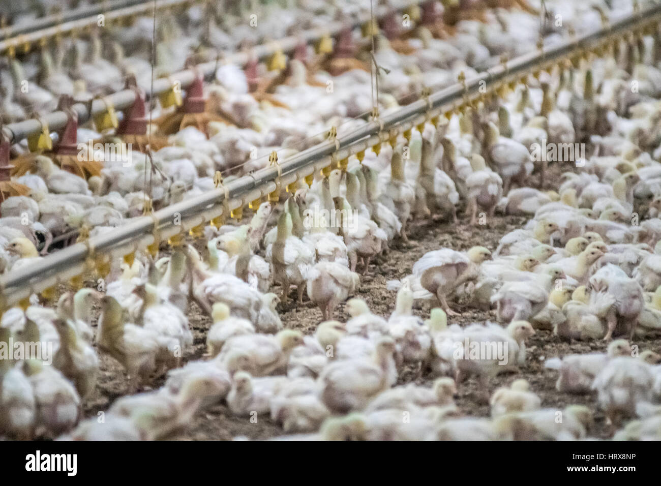 Chicken at a poultry farm in central Maryland Stock Photo - Alamy
