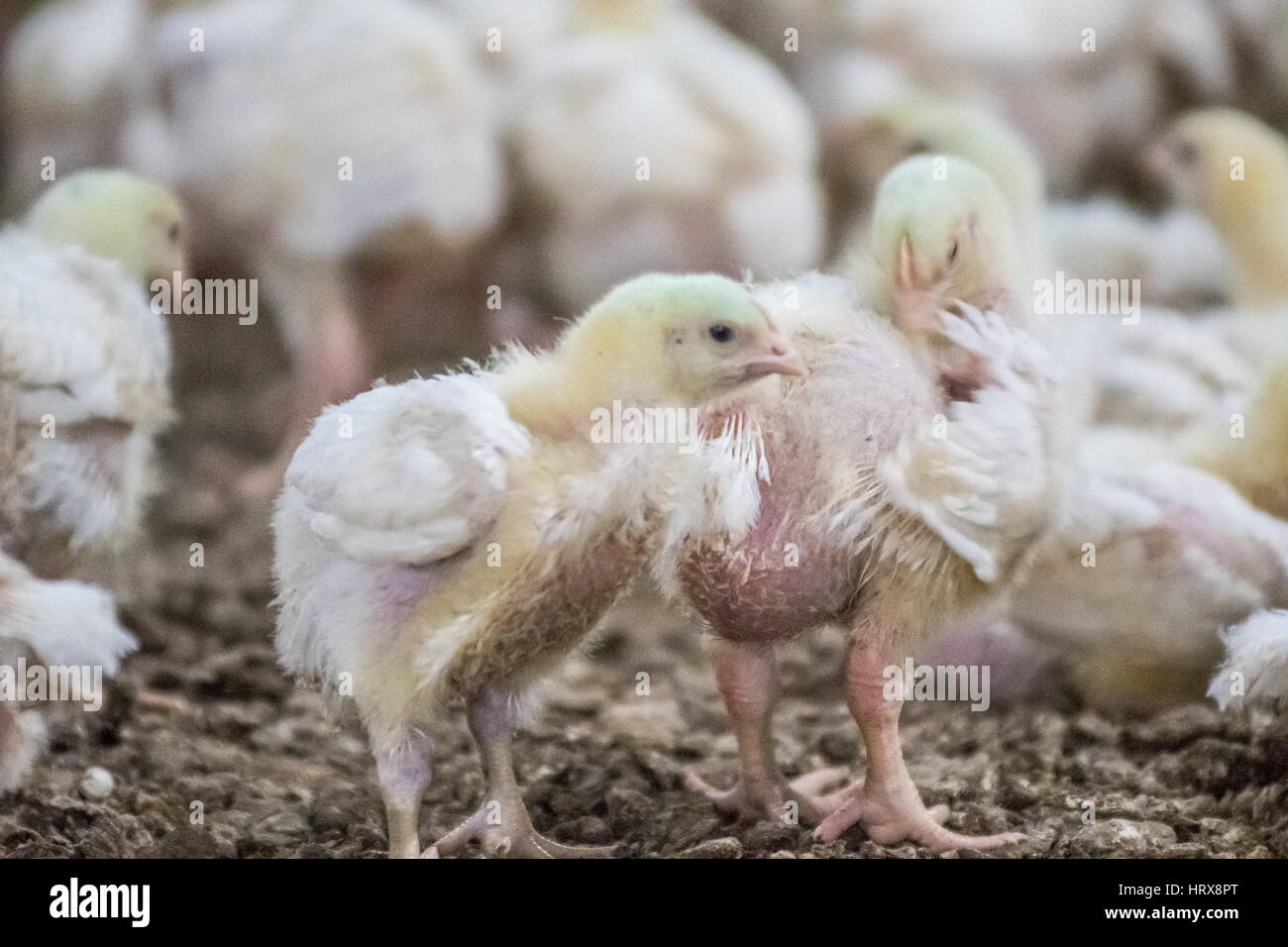 Chicken at a poultry farm in central Maryland Stock Photo - Alamy