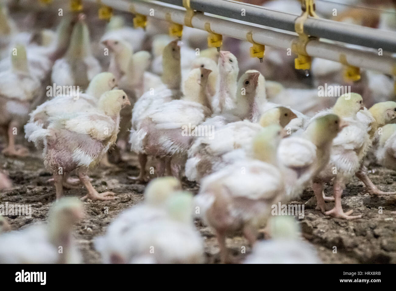 Poultry farming maryland hi-res stock photography and images - Alamy