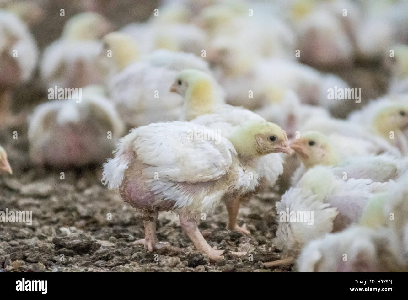 Chicken at a poultry farm in central Maryland Stock Photo - Alamy