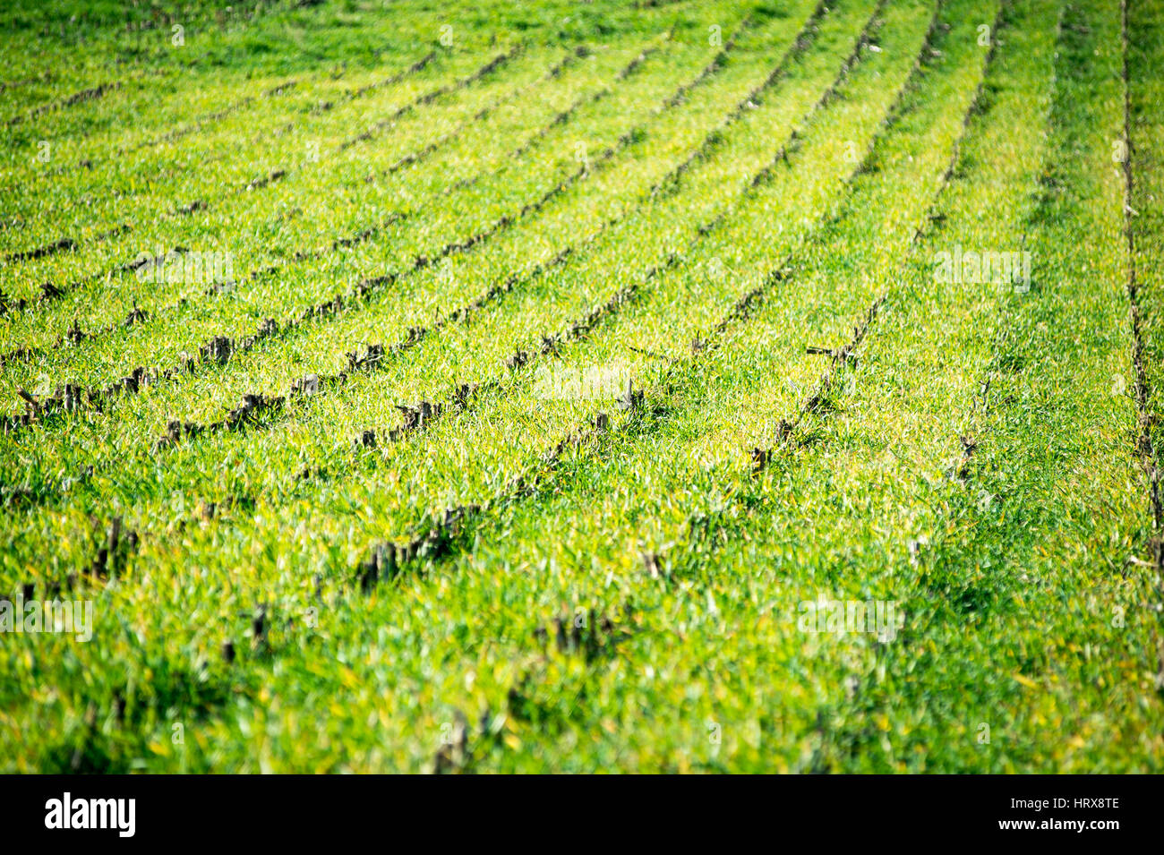 Poultry farming maryland hi-res stock photography and images - Alamy