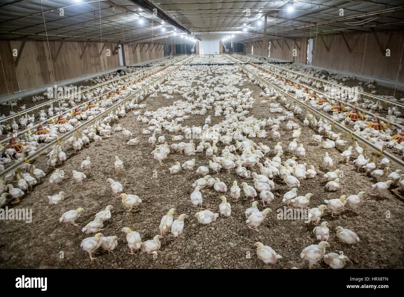Poultry farming maryland hi-res stock photography and images - Alamy