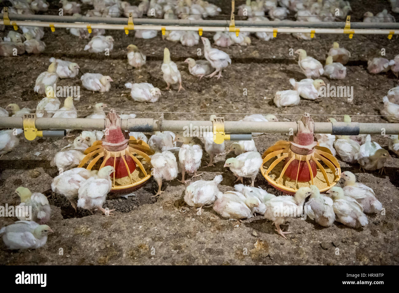 Chicken at a poultry farm in central Maryland Stock Photo - Alamy