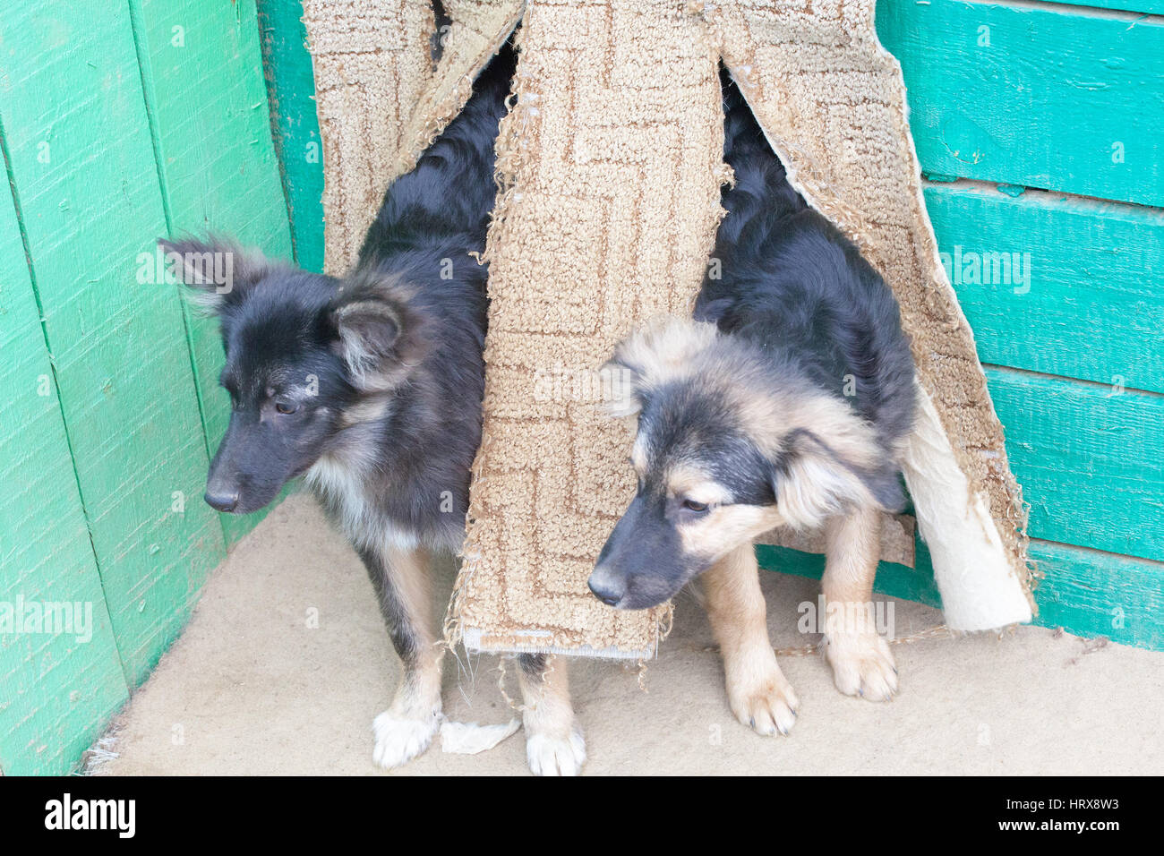 Homeless puppy hi-res stock photography and images - Alamy