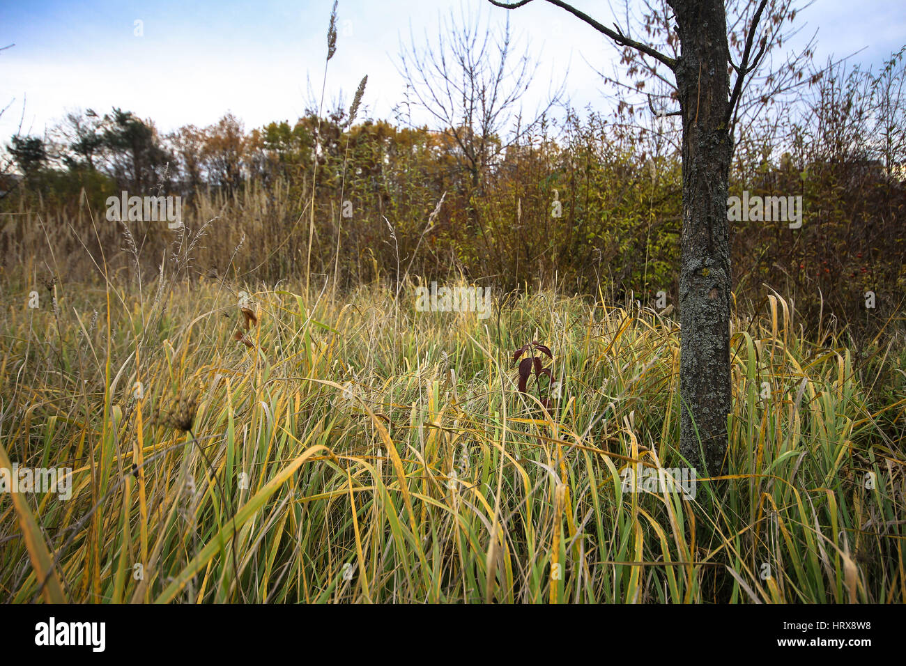 Ecosystem environment ecology hi-res stock photography and images - Alamy