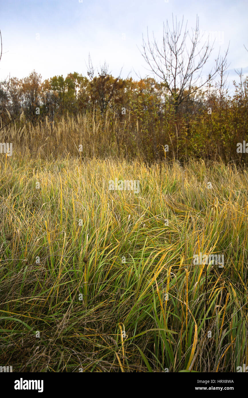 Ecosystem environment ecology hi-res stock photography and images - Alamy