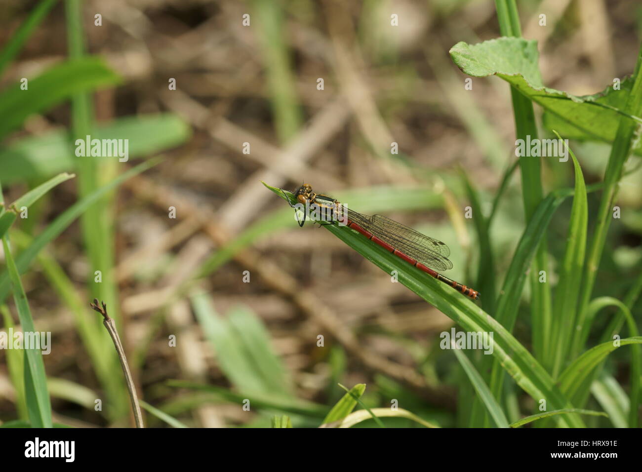 Nymphula hi-res stock photography and images - Alamy