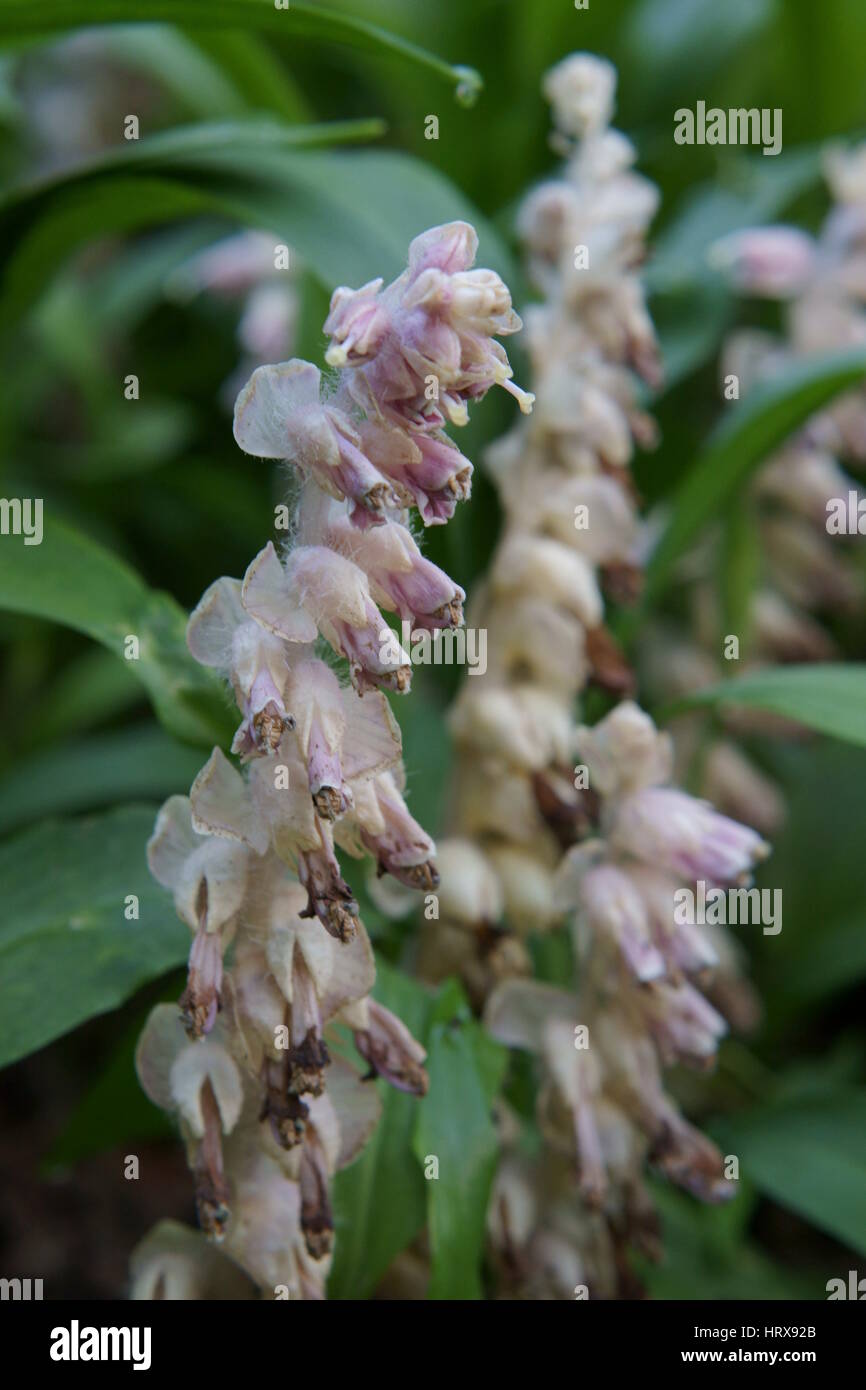 Lathraea squamaria toothwort hi-res stock photography and images - Alamy