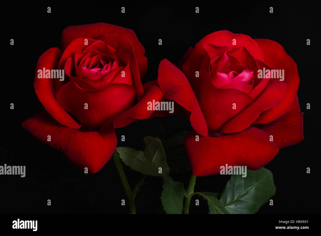 "Haydock Park' - Two Red Rose Stock Photo - Alamy