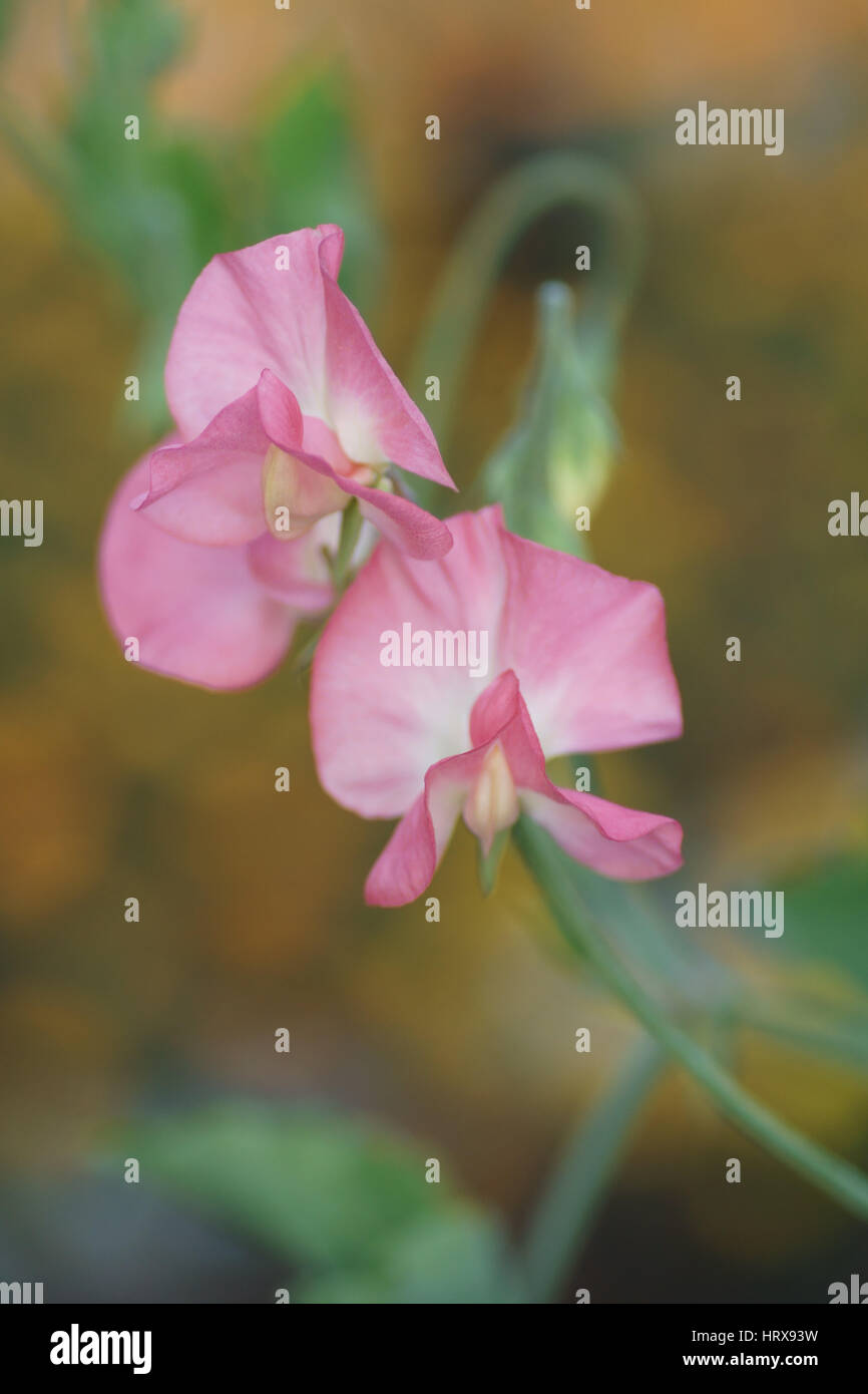 Princess cameras hi-res stock photography and images - Alamy