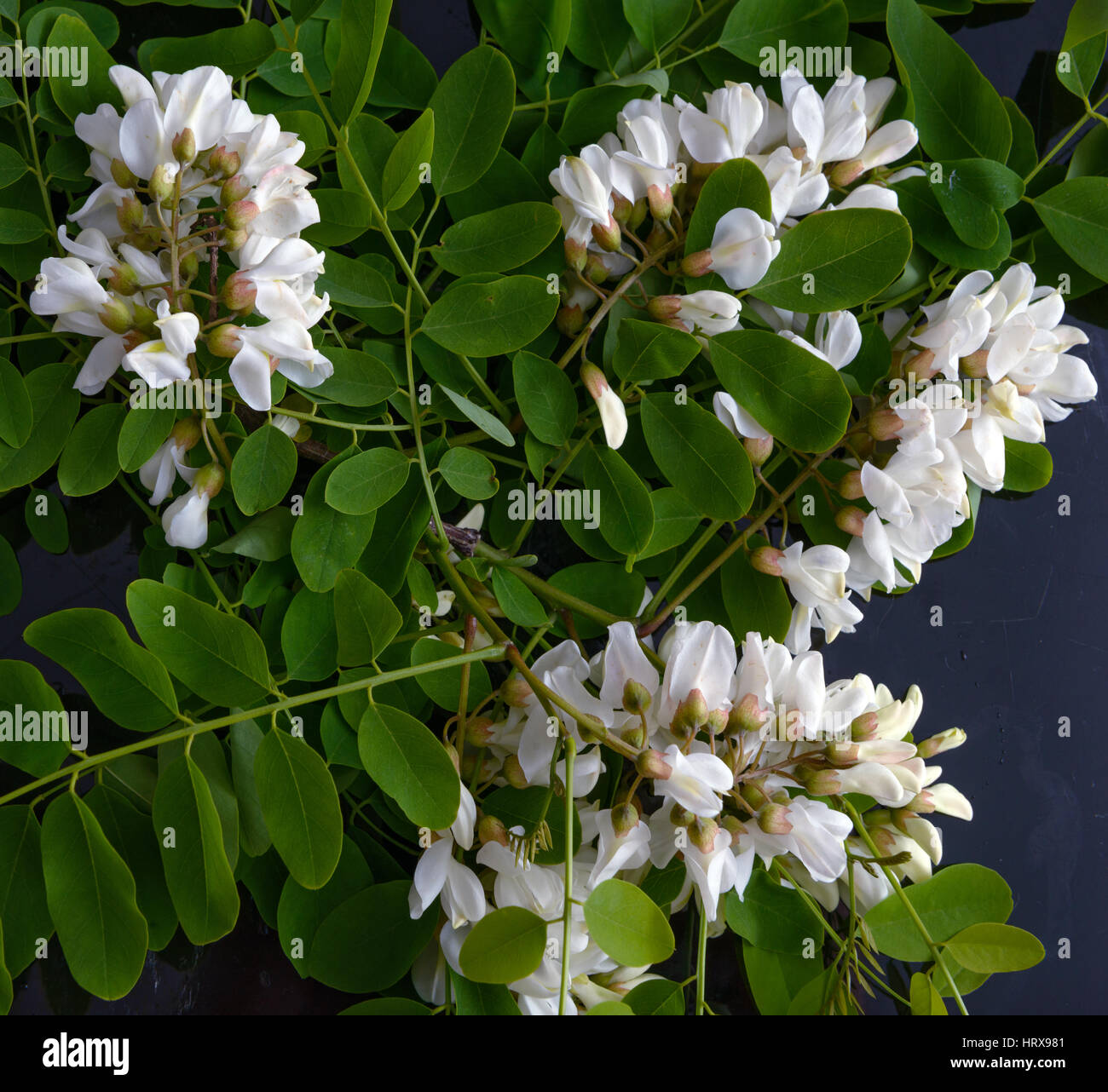 Few bright white flower clusters with green leaves of black locust ...