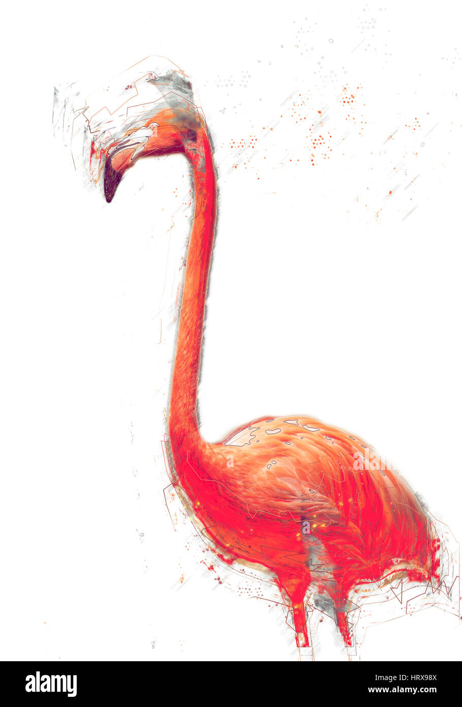 Hand drawn sketch of a Flamingo. Isolated. Contains clipping path Stock ...