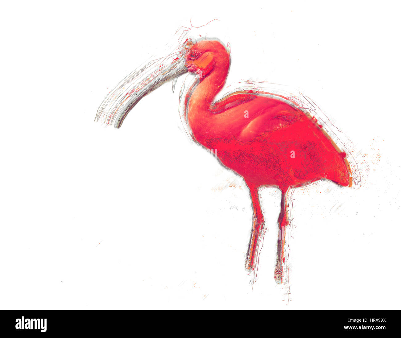 Hand drawn sketch of a red tropical bird. Isolated. Contains clipping ...