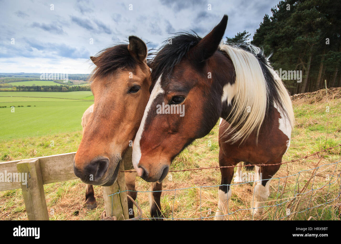 Two english horses hi-res stock photography and images - Alamy
