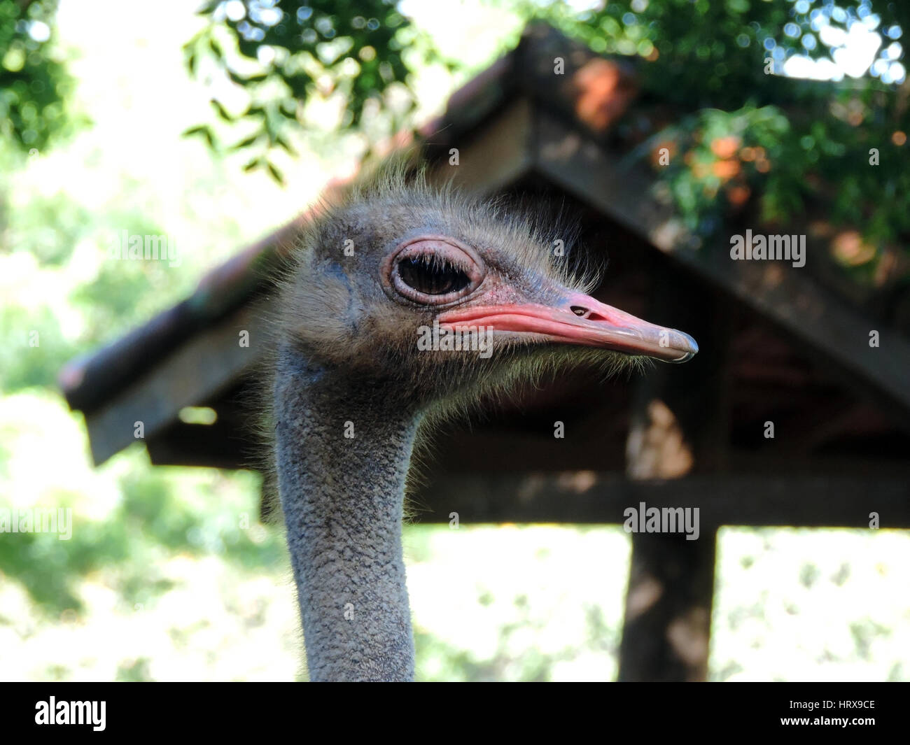 Closeup on the ostrich's head Stock Photo - Alamy