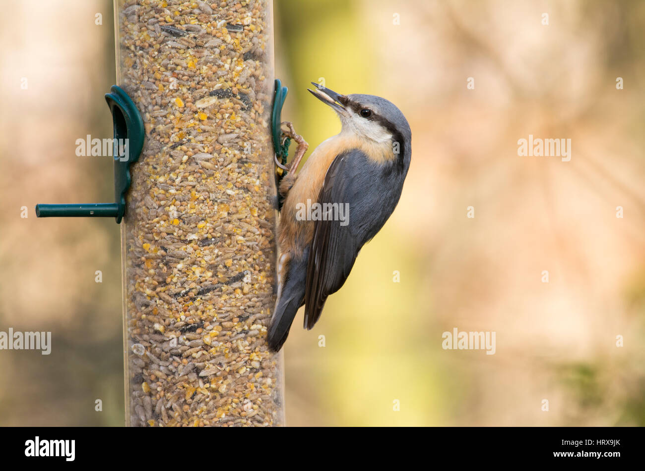 Blue nuthatch on feeder hi-res stock photography and images - Alamy