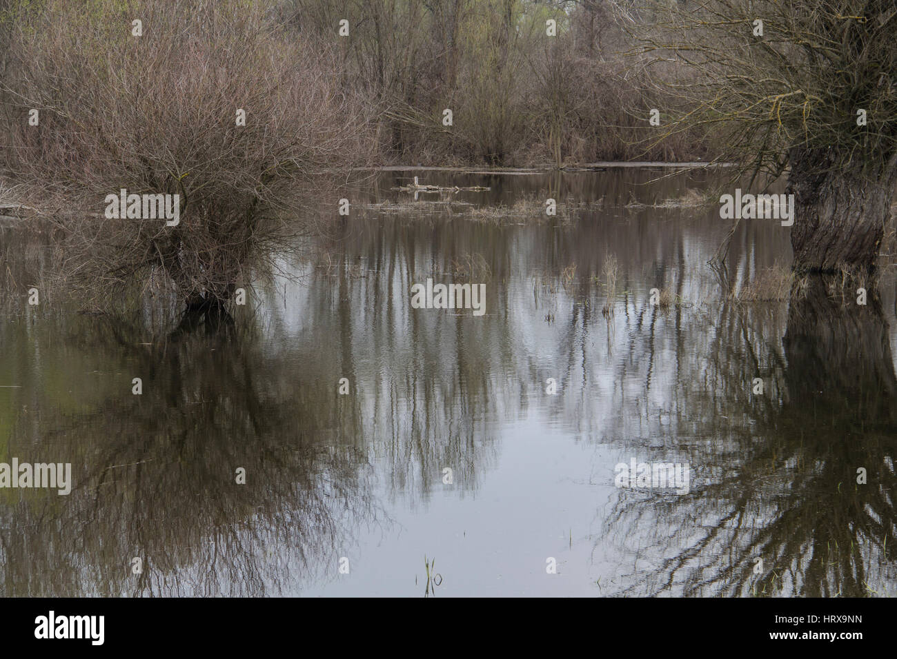 Morass hi-res stock photography and images - Alamy