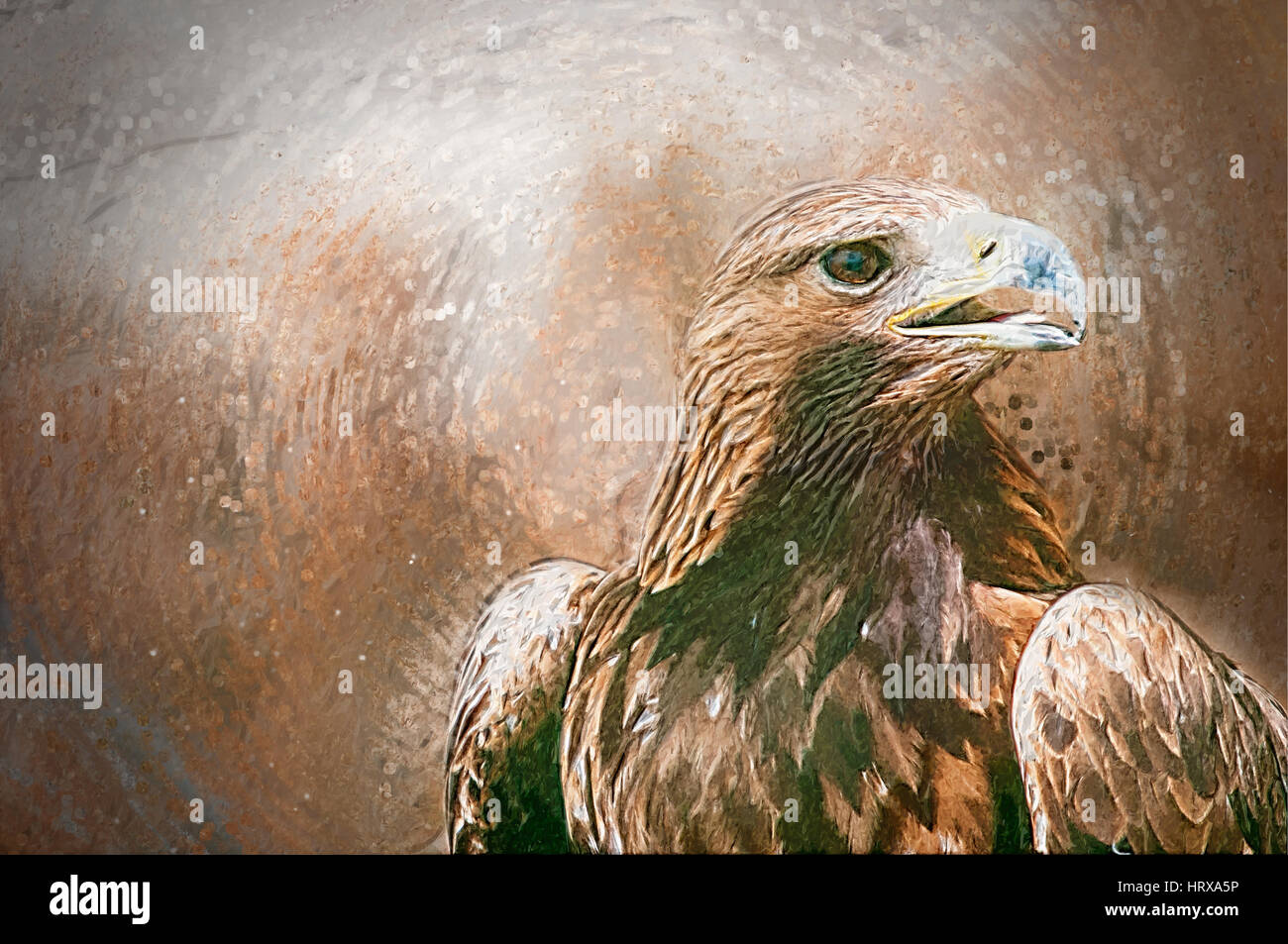 Hawk portrait. Drawn illustration Stock Photo - Alamy