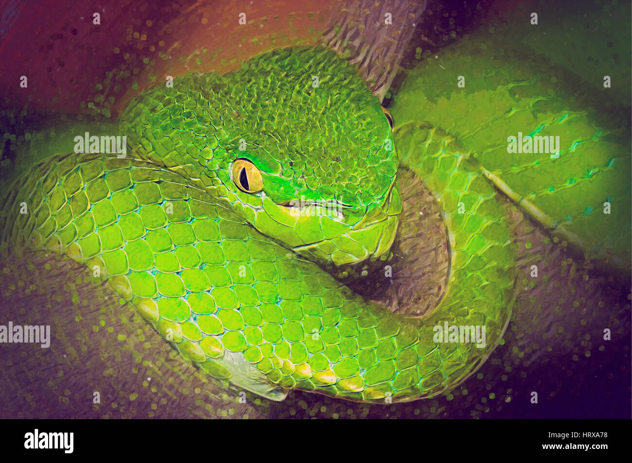 Python portrait. Drawn illustration Stock Photo - Alamy