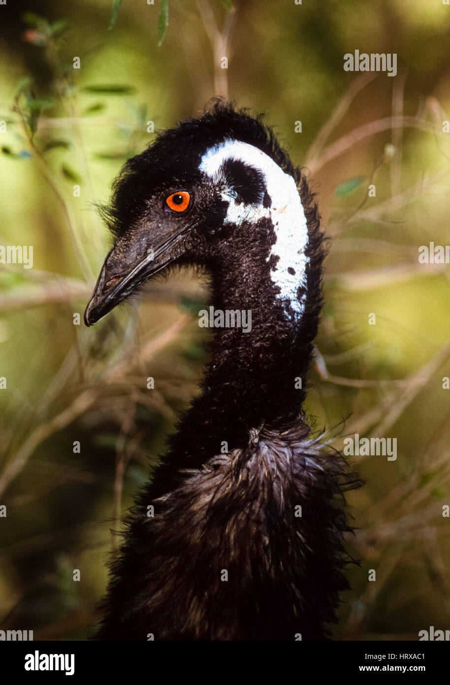 Emu head portrait hi-res stock photography and images - Alamy