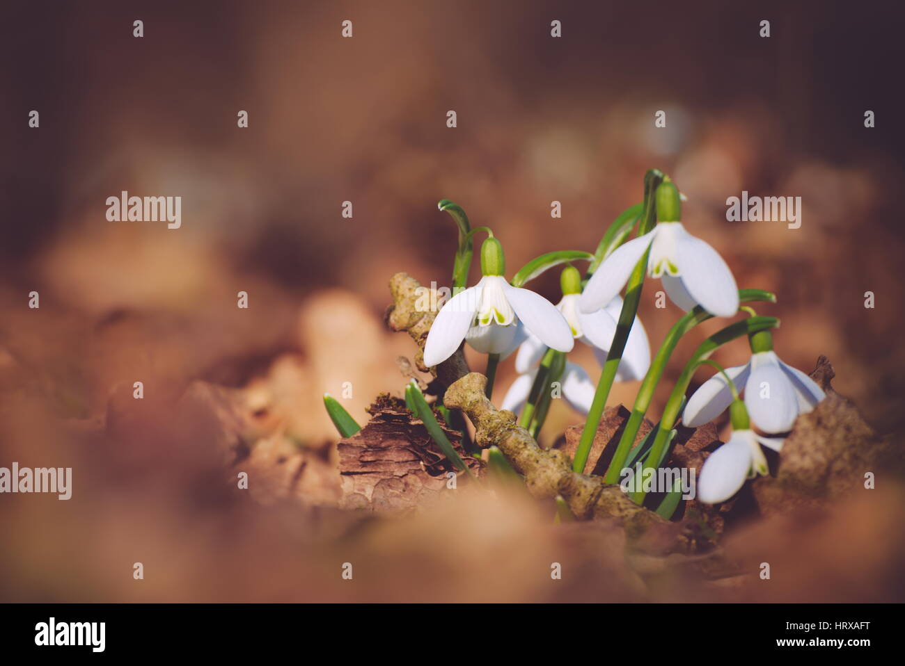 Bunch of Snowdrop Flowers in the Forest Stock Photo - Alamy