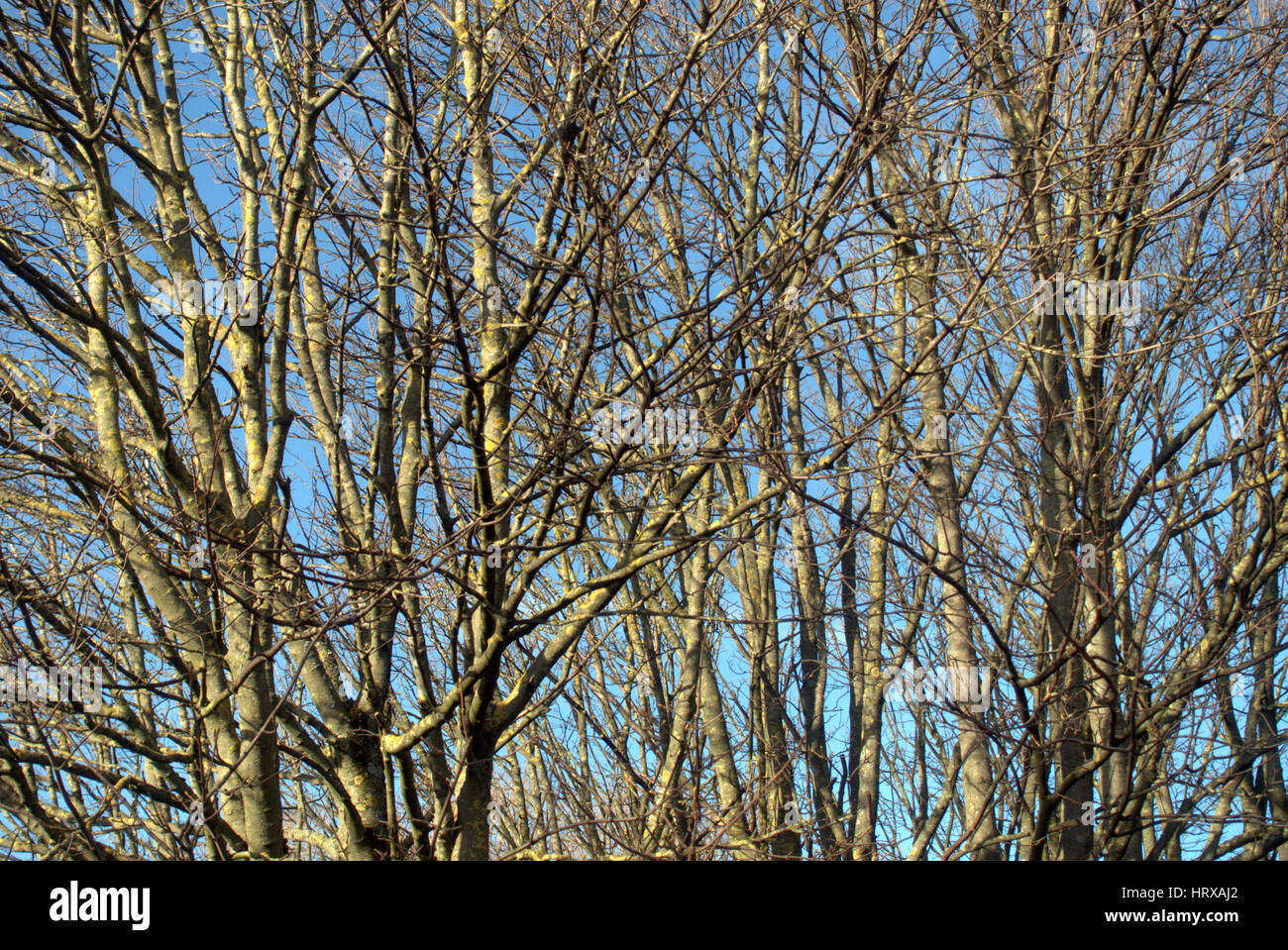 Tree trees branches forest hi-res stock photography and images - Alamy
